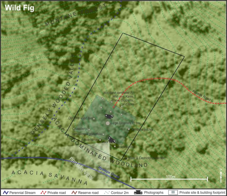 Wild Fig | Mountainlands Nature Reserve