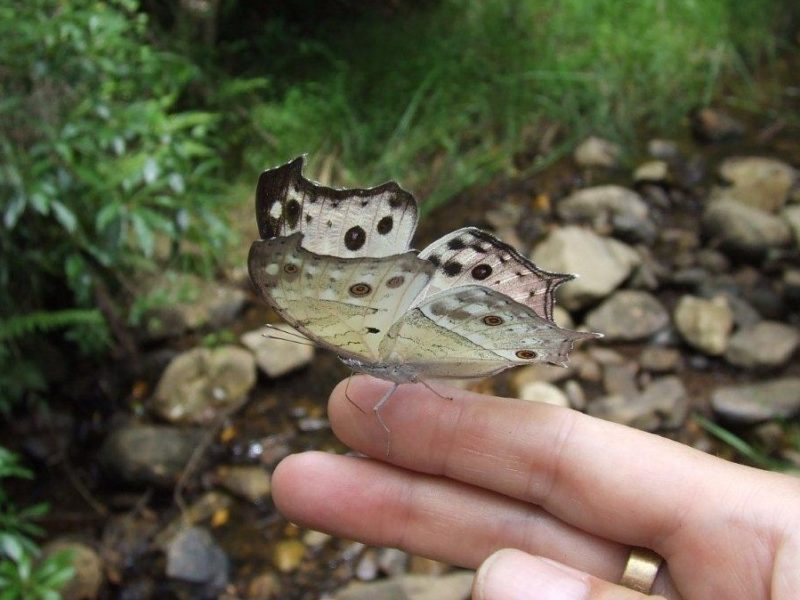 Mud-puddling butterflies | Mountainlands Nature Reserve